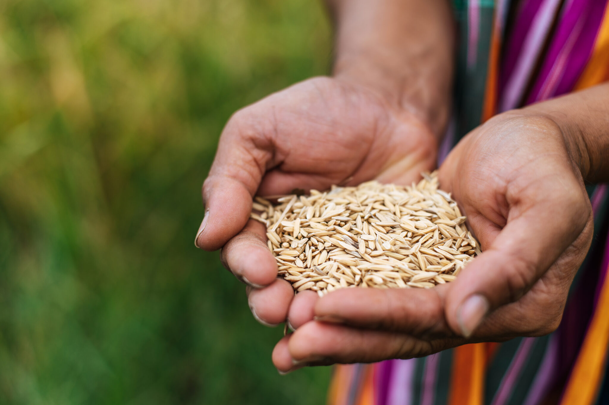 Sri Lankan Heirloom Rice - superfood in your own backyard